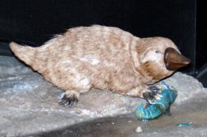 Is a Steropodon (Steropodon galmani) Still Alive? Profile - Mammal Age