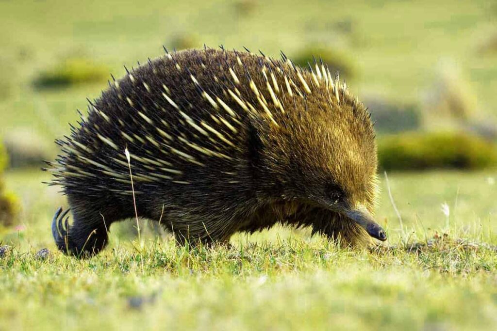 32 Monotremes Mammals Interesting, Fun, Cool Facts - Mammal Age