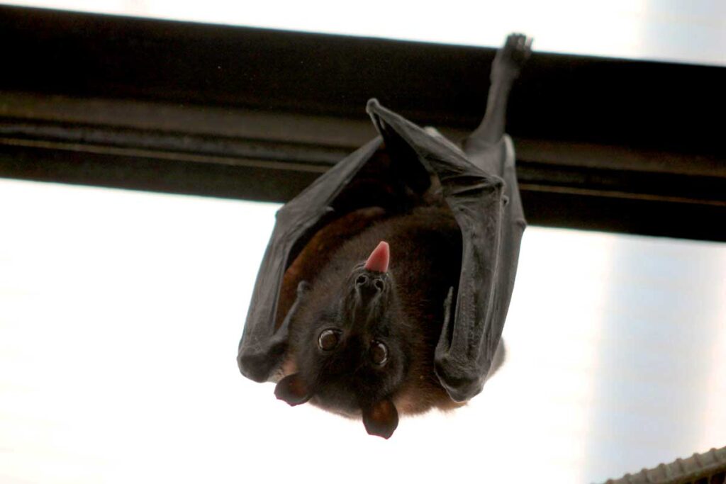 Vampire Bat Profile, Traits, Diet, Hunting, Habitat, Breeding - Mammal Age