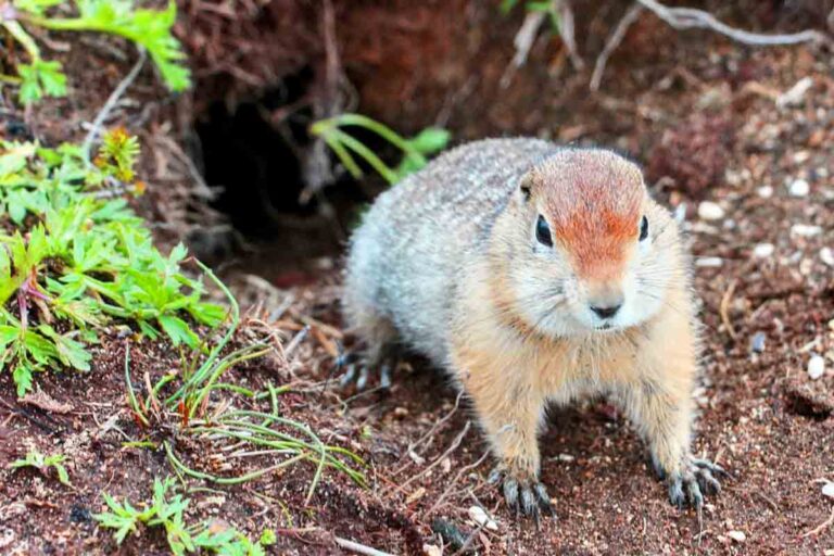 33 Ground Squirrel Profile Facts: Traits, Color, Habitat, More - Mammal Age