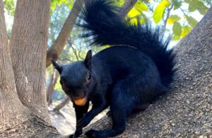 26 Black Squirrel Profile Facts: Range, Habitat, Diet, Ecology - Mammal Age