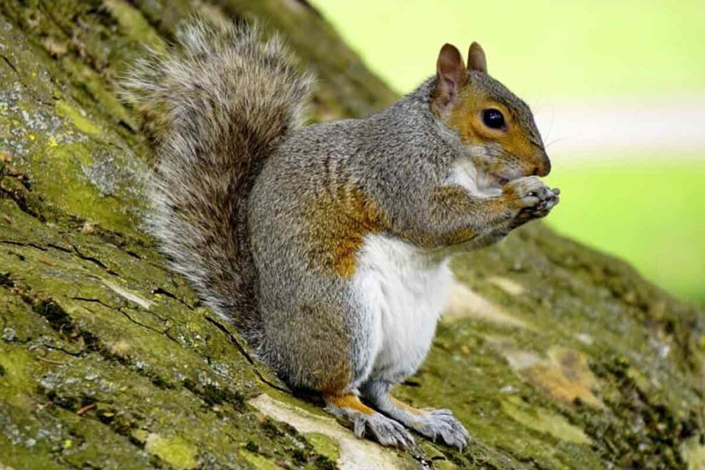 58 Gray Squirrel Profile Facts: Diet, Range, Fur, Traits, More - Mammal Age