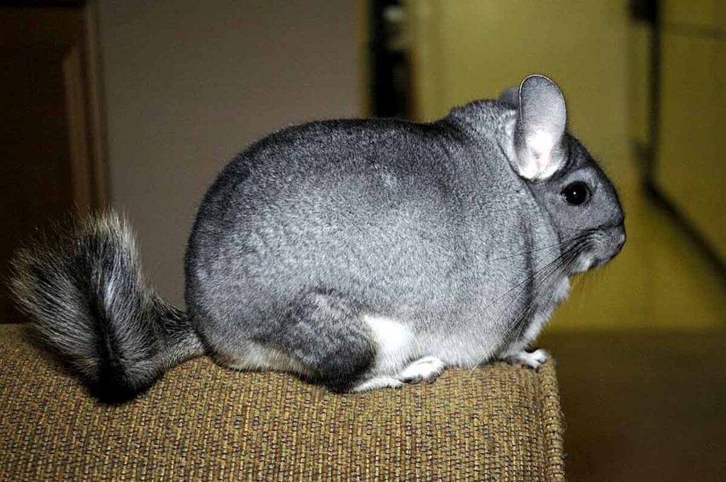 Long Tailed Chinchilla Profile, Facts, Habitat, Diet, Predators ...