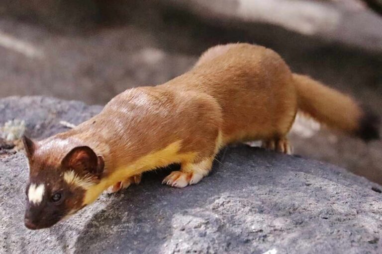 62 Long-Tailed Weasel Profile Facts: Habitat, Size, Diet, More - Mammal Age