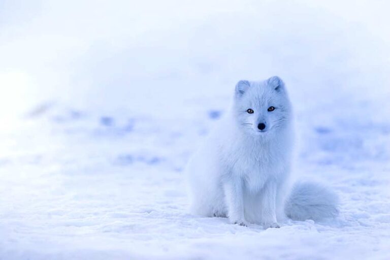Arctic Fox Endangered: 46 Threats and Conservation Facts - Mammal Age