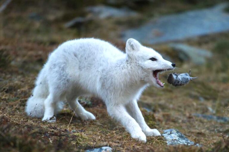 Arctic Fox Stand and Food Chain: 24 Interesting, Fun Facts - Mammal Age