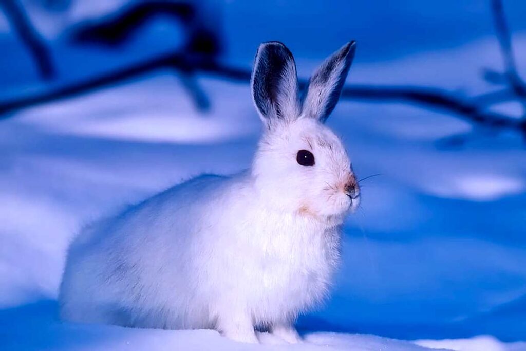 27 Arctic Hare Adaptations and Survival Facts & Factors - Mammal Age