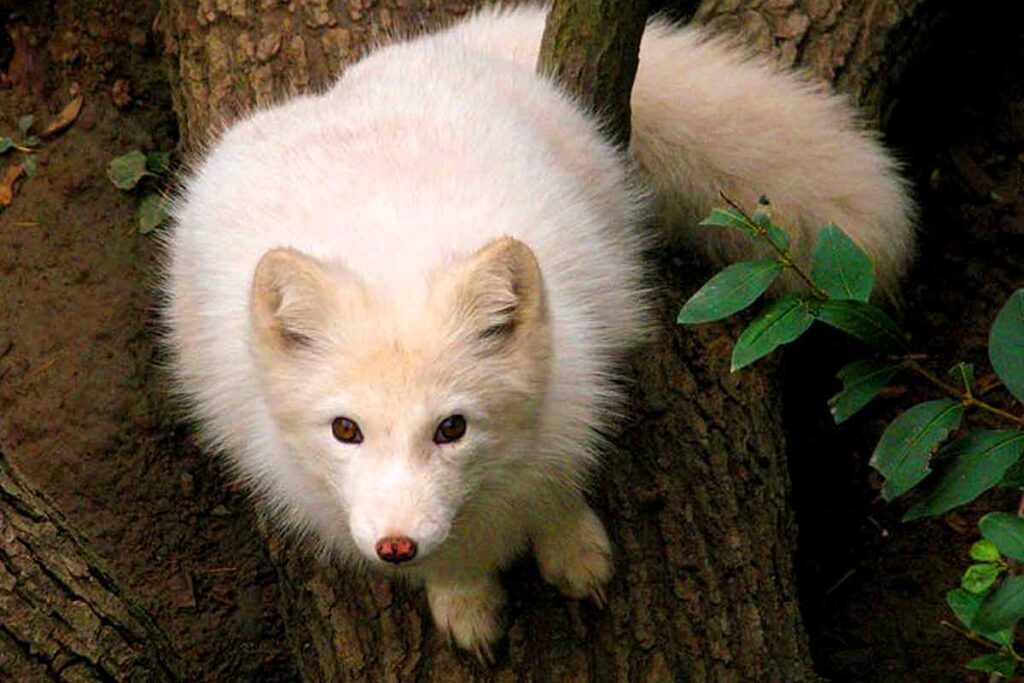 24 Arctic Fox Life Cycle Facts: Stages, Adaptation, Diet, More - Mammal Age