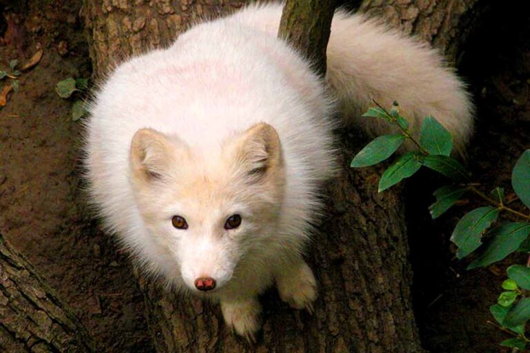24 Arctic Fox Life Cycle Facts: Stages, Adaptation, Diet, More - Mammal Age
