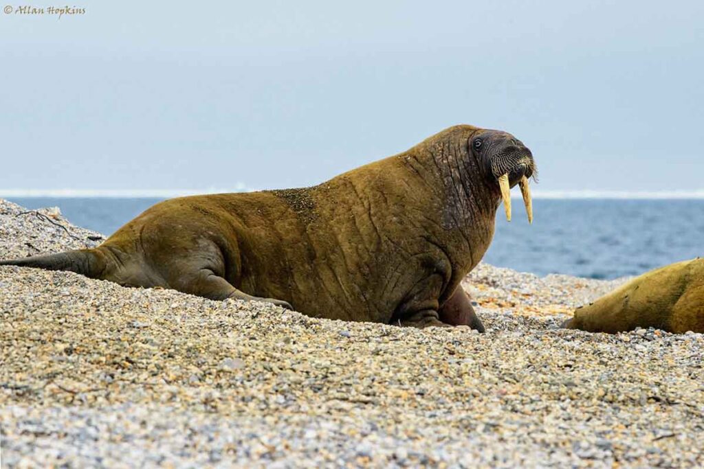 61 Atlantic Walrus Profile Facts: Traits, Teeth, Habitat, More - Mammal Age