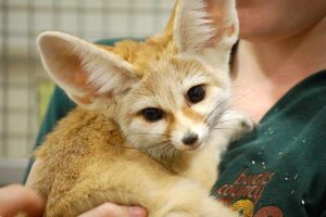 50 Fennec Fox Profile Facts: Baby, Pet, Traits, Size, Range - Mammal Age