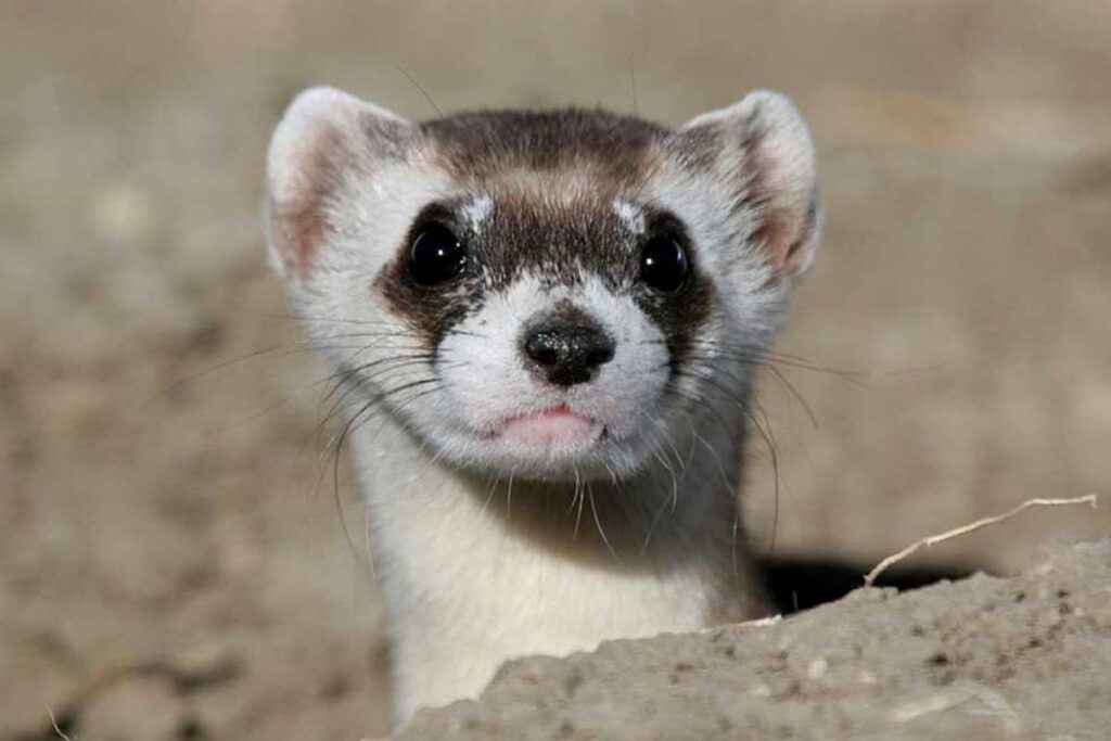 42 African Striped Weasel Profile Facts: Traits, Diet, More - Mammal Age