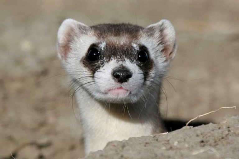 42 African Striped Weasel Profile Facts: Traits, Diet, More - Mammal Age