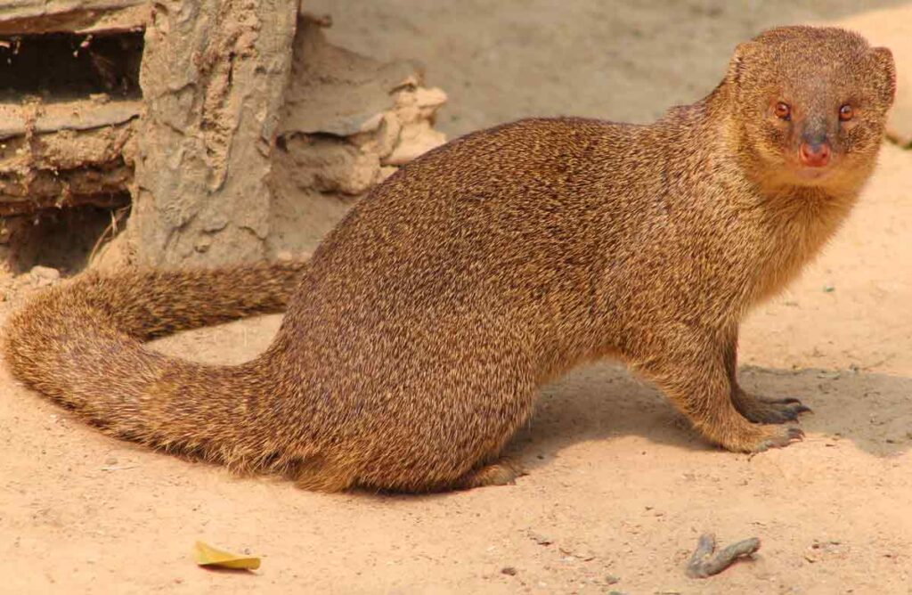Indian Mongoose Facts: Profile, Animal, Habitat, Traits, Diet - Mammal Age