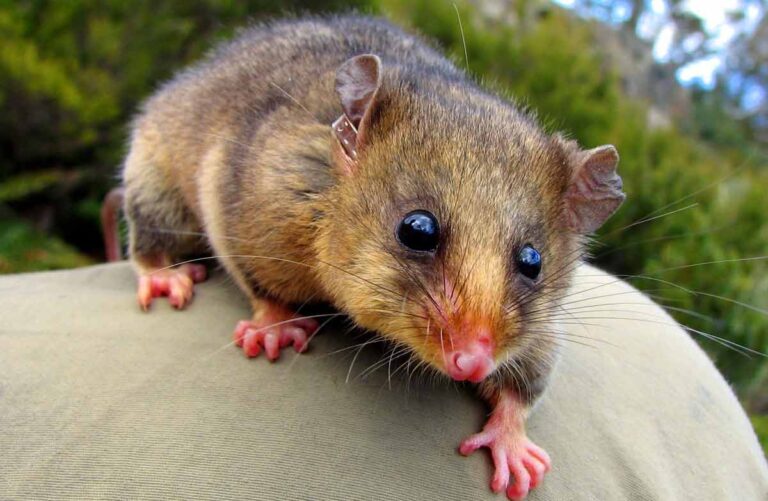 Tasmanian Pygmy Possum Profile: Traits, Facts, Habitat, Diet - Mammal Age
