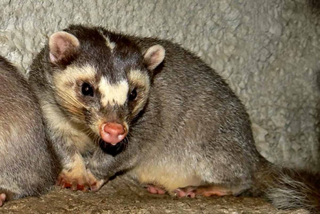 41 Vietnam Ferret-Badger Profile Facts: Traits, Diet, More - Mammal Age
