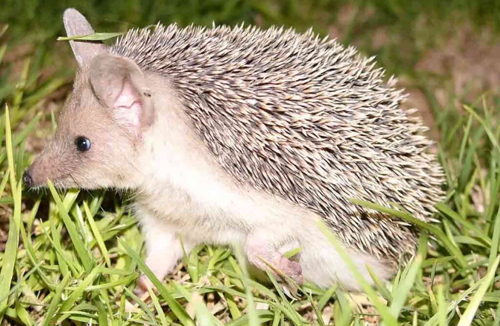Indian long-Eared Hedgehog: Profile, Traits, Facts, Size - Mammal Age