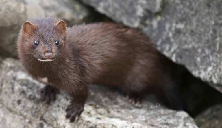 51 American Mink Profile Facts: Traits, Size, Baby & More - Mammal Age