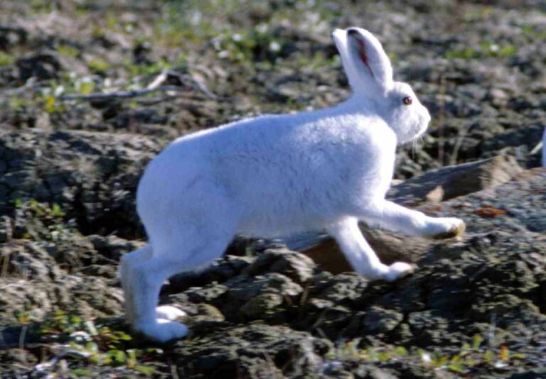 56 Arctic Hare Profile Facts: Traits, Babies, Reproduction, Size ...
