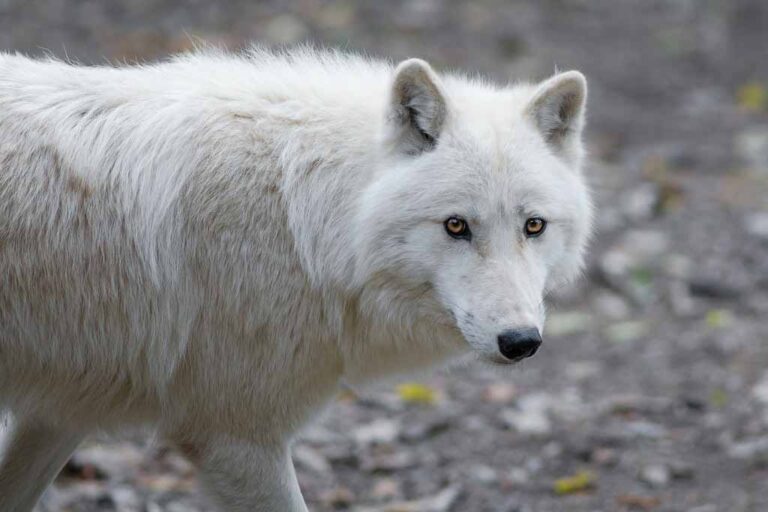 44 Arctic Wolf Profile Facts: Traits, Weight, Skin, Baby, Eyes - Mammal Age