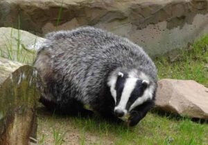 Asian Badger Facts: Profile, Traits, Behavior, Diet, Range - Mammal Age