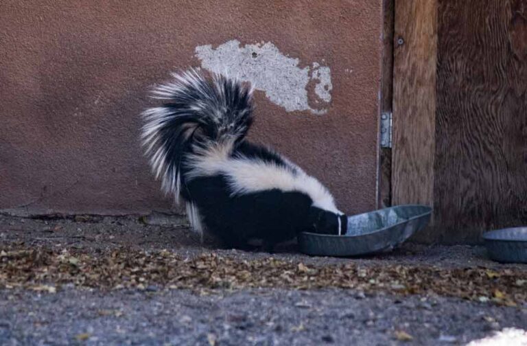 Back-Striped Weasel Facts: Profile, Traits, Behavior, Diet, More ...