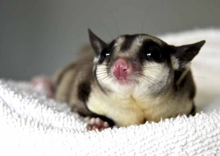 Biak Glider Profile Traits Facts Diet Habitat Size Mammal Age biak-glider-profile-traits-facts-diet-habitat-size-mammal-age