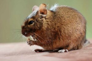 Common Degu: Profile, Traits, Facts, Baby, Pet, Habitat, Diet - Mammal Age
