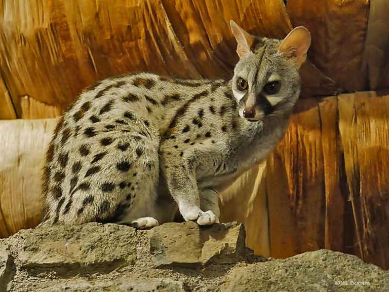 33 Common Genet Profile Facts: Animal, Traits, Pet, Diet, Baby - Mammal Age