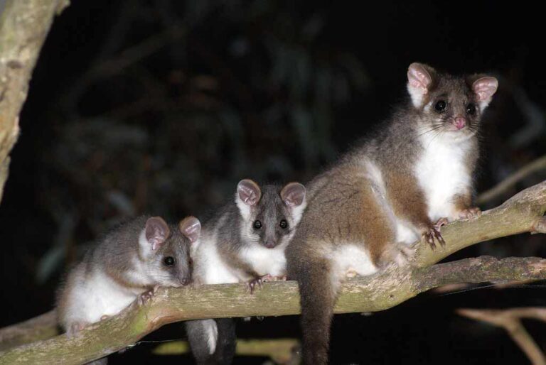 Common Ringtail Possum: Profile, Traits, Facts, Diet, Range - Mammal Age
