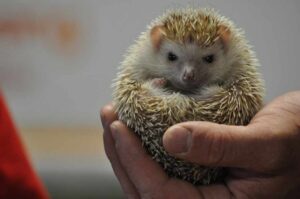 Desert Hedgehog Profile: Traits, Facts, Habitat, Diet, Pet - Mammal Age