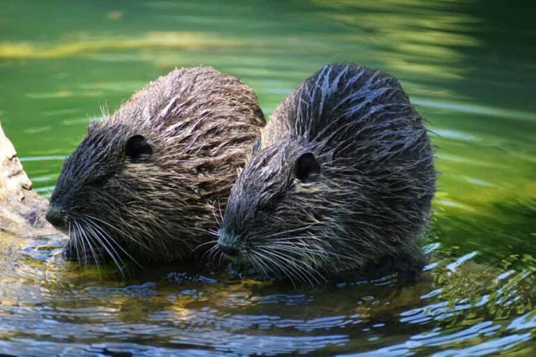 Eurasian Beaver Profile: Traits, Facts, Food, Habitat, Teeth - Mammal Age