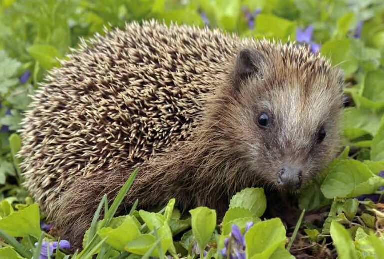 European Hedgehog: Profile, Facts, Traits, Size, Pet, Habitat - Mammal Age
