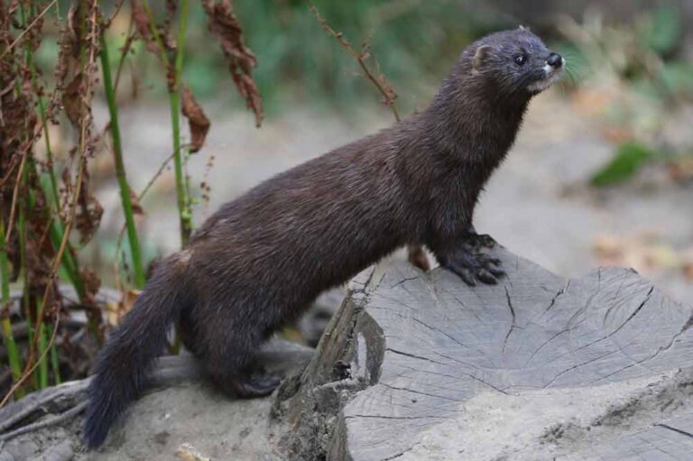 42 European Mink Profile Facts: Habitat, Traits, Skull, Teeth - Mammal Age