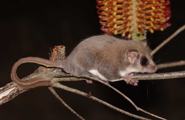 Feathertail Glider: Profile, Traits, Facts, Tail, Flying, Habitat ...