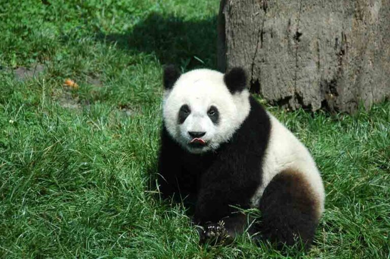 Giant Panda - Profile | Traits | Facts | Cute | Body | Zoo | Habitat ...