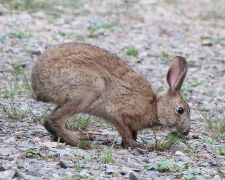 46 Japanese Hare Profile Facts: Behavior, Traits, Diet, More - Mammal Age