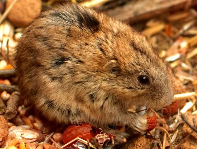 Lemmini Lemming Profile: Traits, Facts, Animal, Snow, Picture - Mammal Age