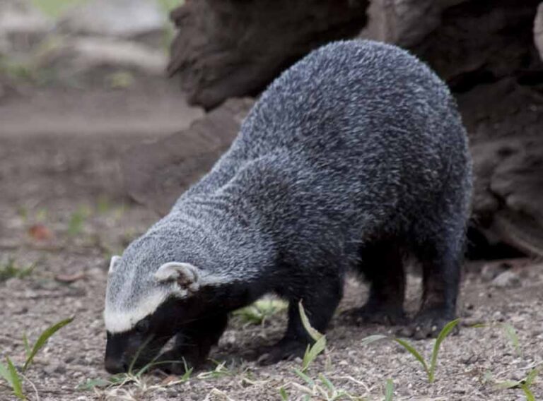 Lesser Grison Profile: Traits, Facts, Range, Description, More - Mammal Age