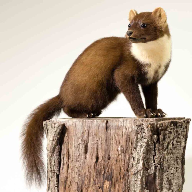 35 Martes zibellina Profile Facts: Sable, Traits, Pet, Description ...