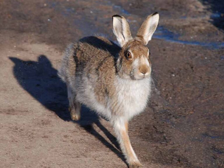 58 Mountain Hare Profile Facts: Traits, Run, Habitat, Footprints ...