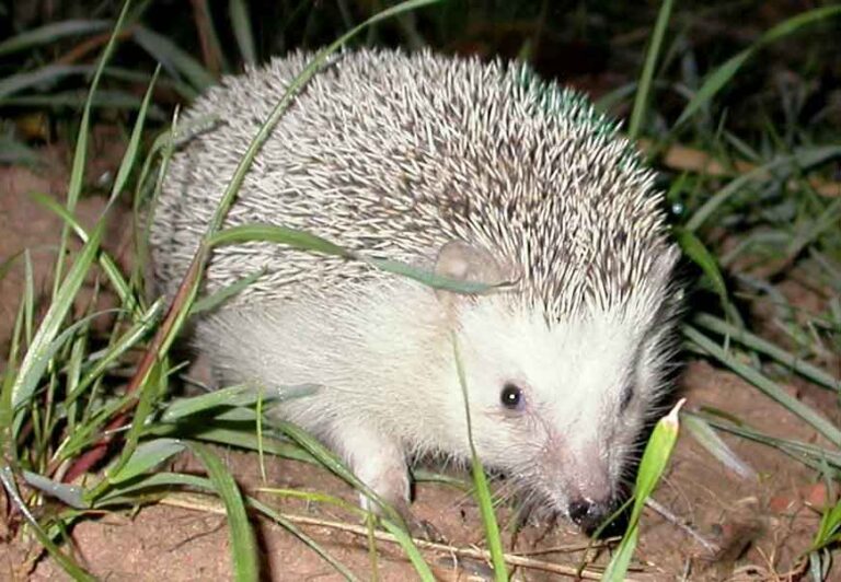 North African Hedgehog: Profile, Facts, Traits, Lifespan, Habitat ...