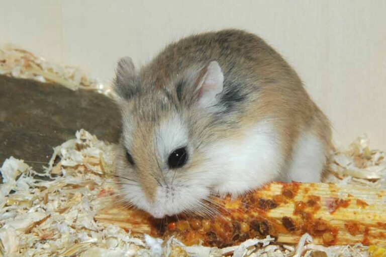 Romanian Hamster - Profile | Facts | Traits | Diet | Range | Baby ...
