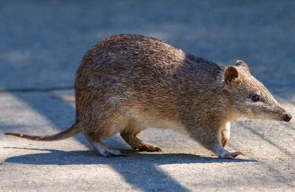 Short-Nosed Bandicoot: Profile, Traits, Facts, Range, Ecology - Mammal Age