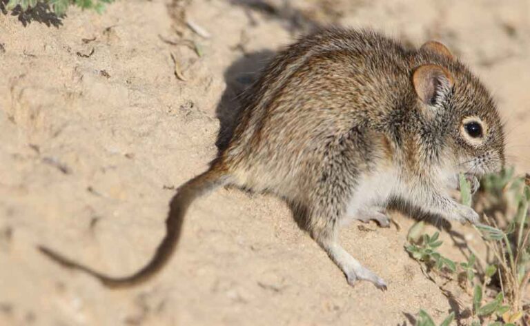 Striped Grass Mouse Profile: Traits, Facts, Habitat, Diet, Size ...