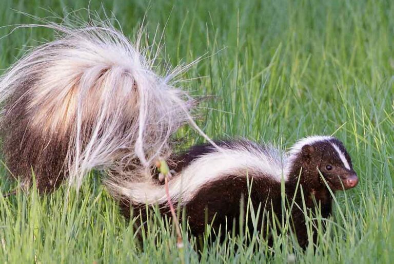 Striped Polecat Profile: Traits, Facts, Pet, Poop, Baby, Range - Mammal Age
