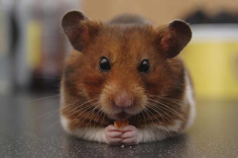 Syrian Hamster Profile: Facts, Traits, Size, Color, Cute, Care - Mammal Age