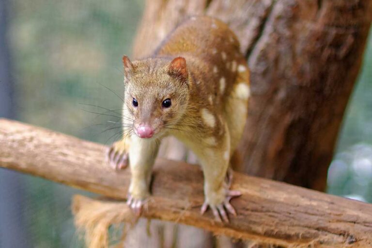 Tiger Quoll: Profile, Traits, Facts, Diet, Habitat, Size, Range ...