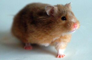 Turkish Hamster Profile: Traits, Facts, Habitat, Diet, Ecology - Mammal Age