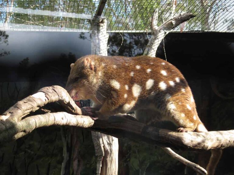 Western Quoll Profile: Traits, Facts, Range, Diet, Pet, Lifespan ...